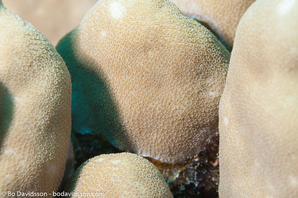 Hard corals - bodavidsson.com